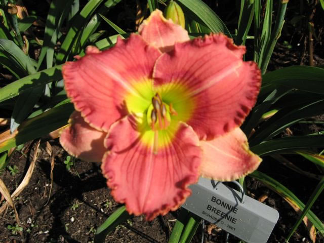 Ontario Daylily Society